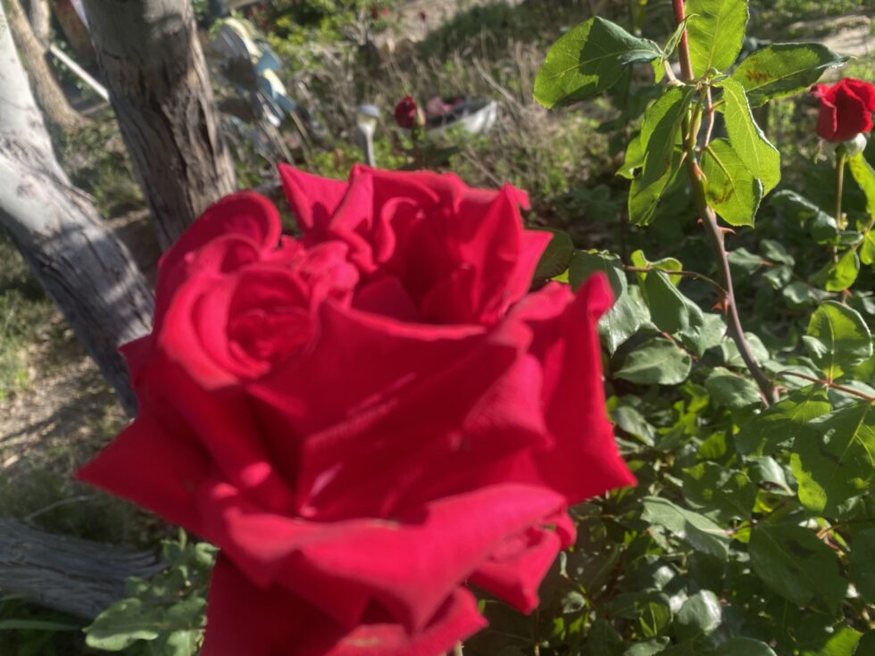 Full Moon Monday May 12th, 2025 | Temple Of Goddess Spirituality